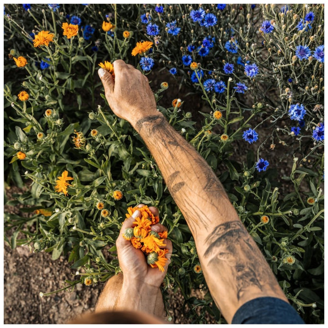 Kaya Infusion CBD relaxation - Les plantes de Tomine