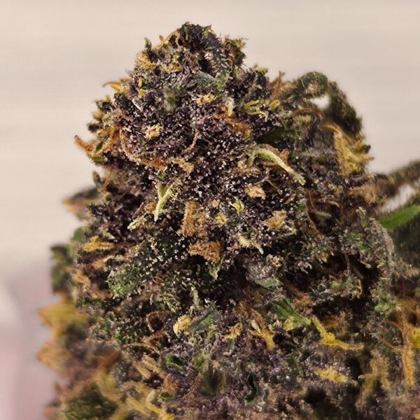 Legendary Purple Tonic CBD BIO greenhouse - Les plantes de Tomine